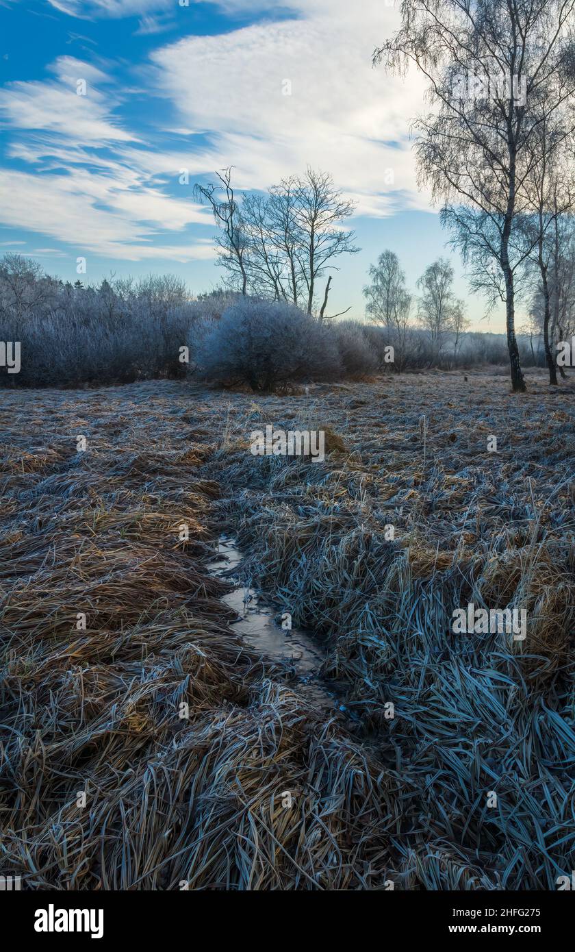Birch forest landscape in winter with freeze hoarfrost and ice puddle ...