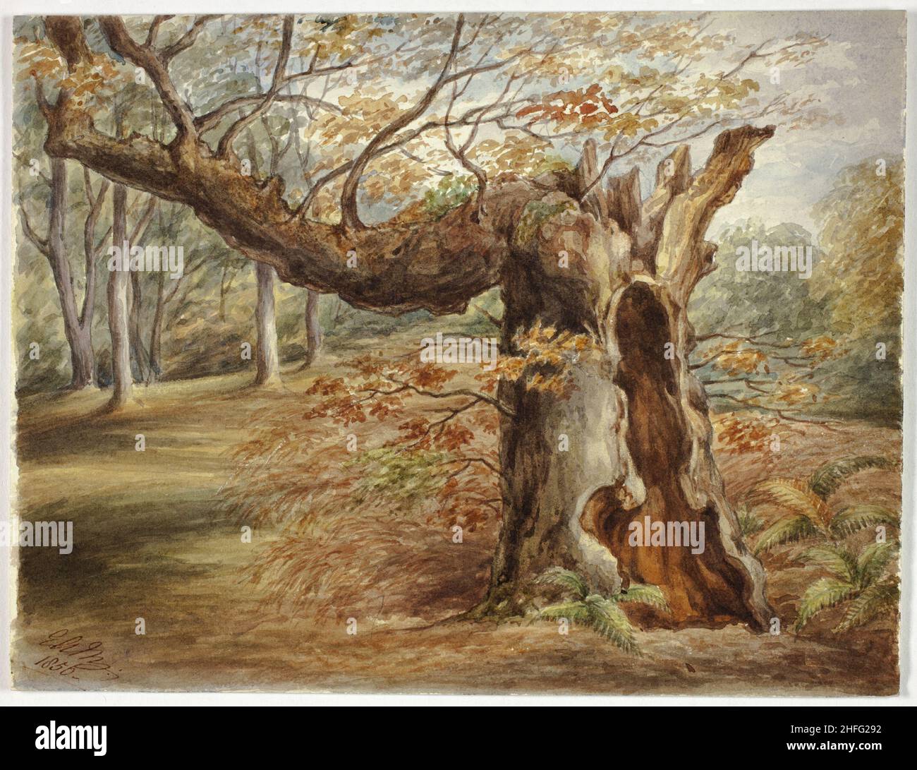 Brown ivory tree hi-res stock photography and images - Alamy