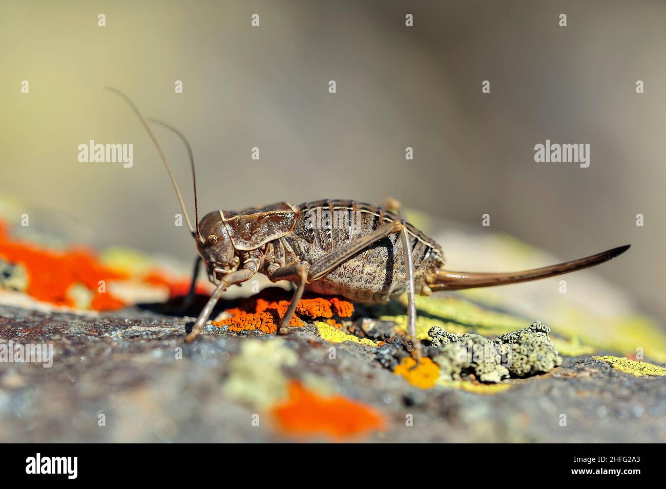 Grasshopper Mouthparts