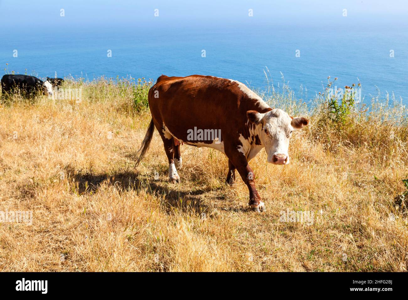 cow grazing at the meadow on the cliffs of the shoreline at the pacific ...