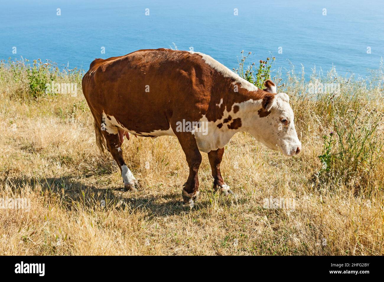 cow grazing at the meadow on the cliffs of the shoreline at the pacific ...