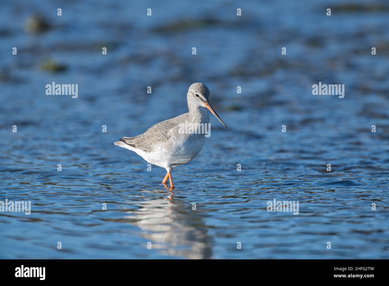 Redshank winter plumage hi-res stock photography and images - Alamy