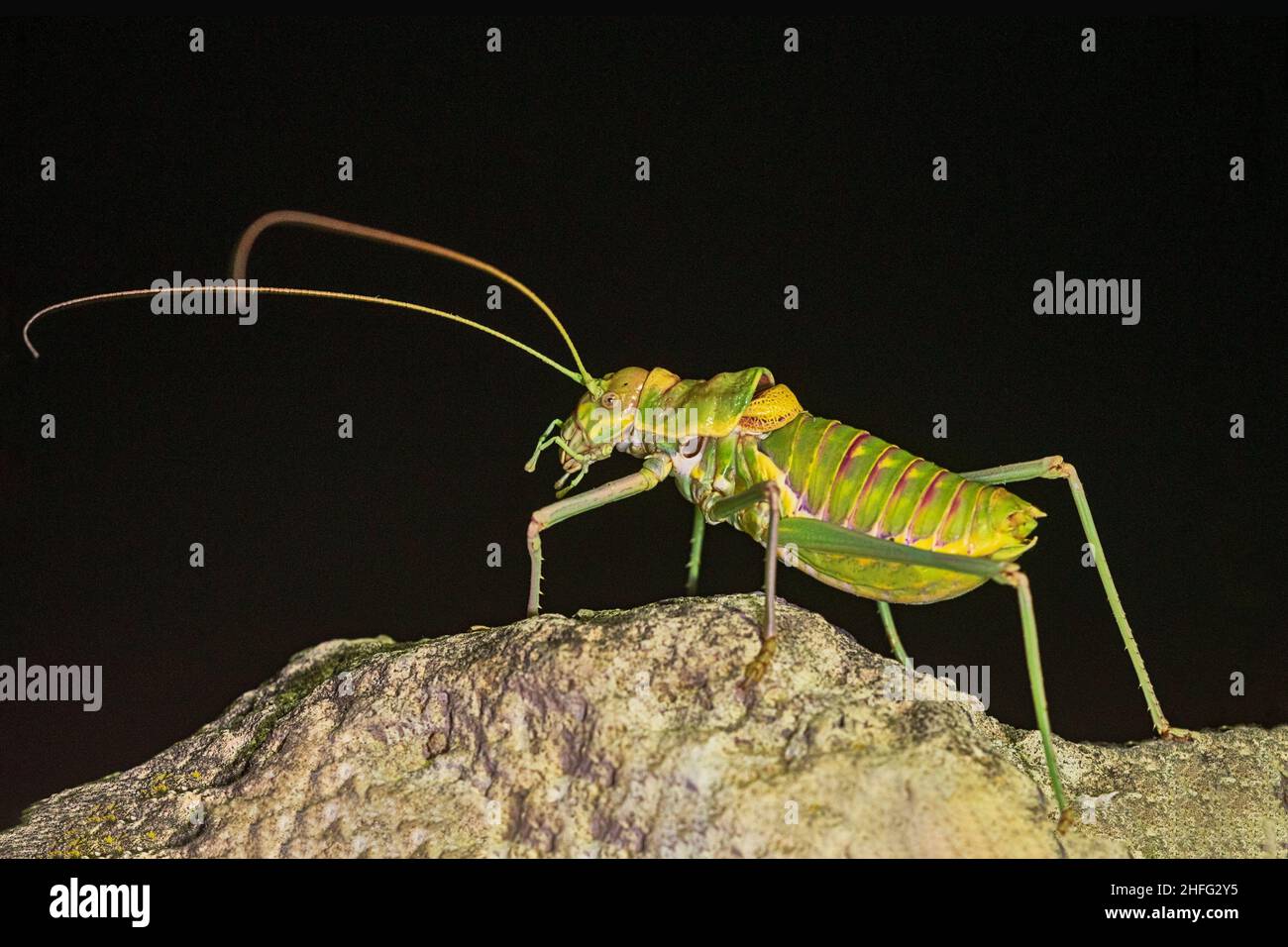 Orthoptera are paurometabolic insects with chewy mouthparts Stock Photo ...