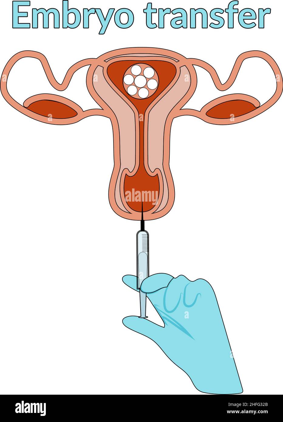 Human fertilized egg Stock Vector Images - Alamy
