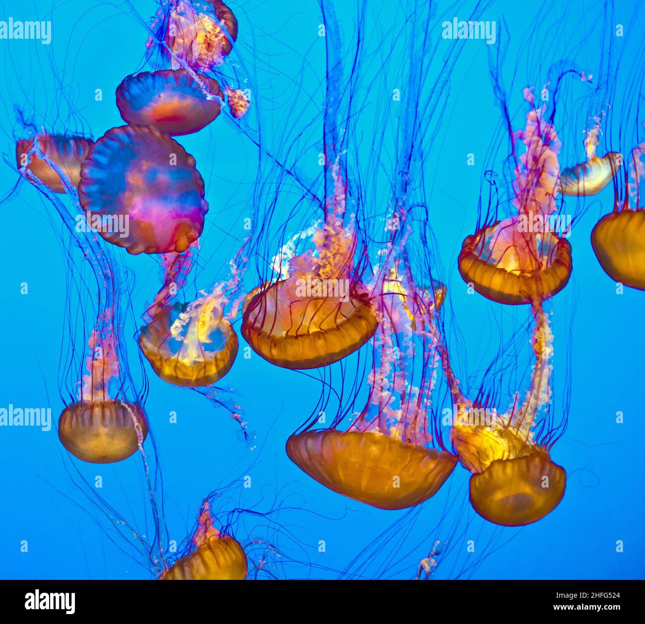 jelly fish in the blue ocean Stock Photo - Alamy