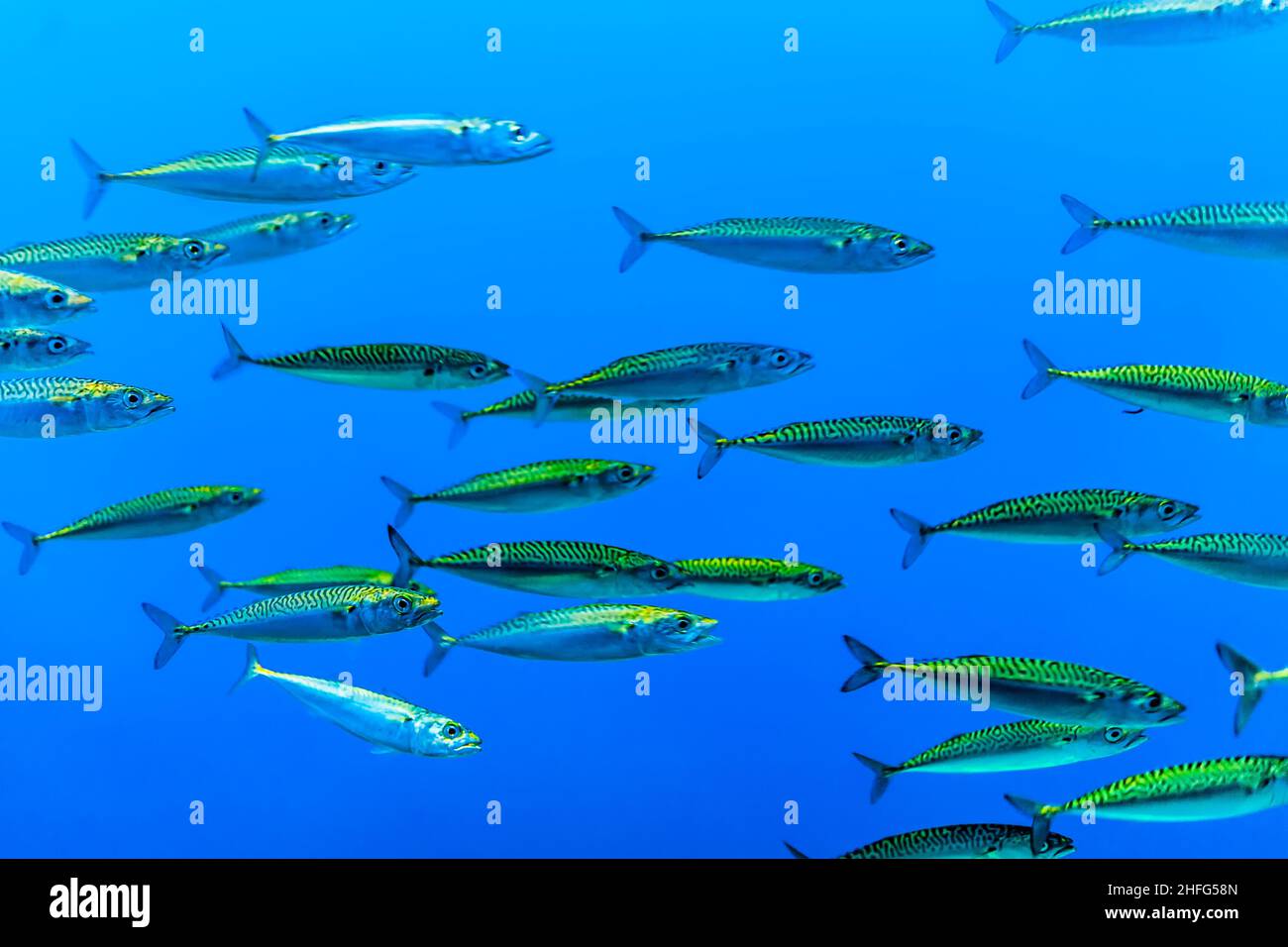 swarm of silver fishes in the blue sea Stock Photo - Alamy