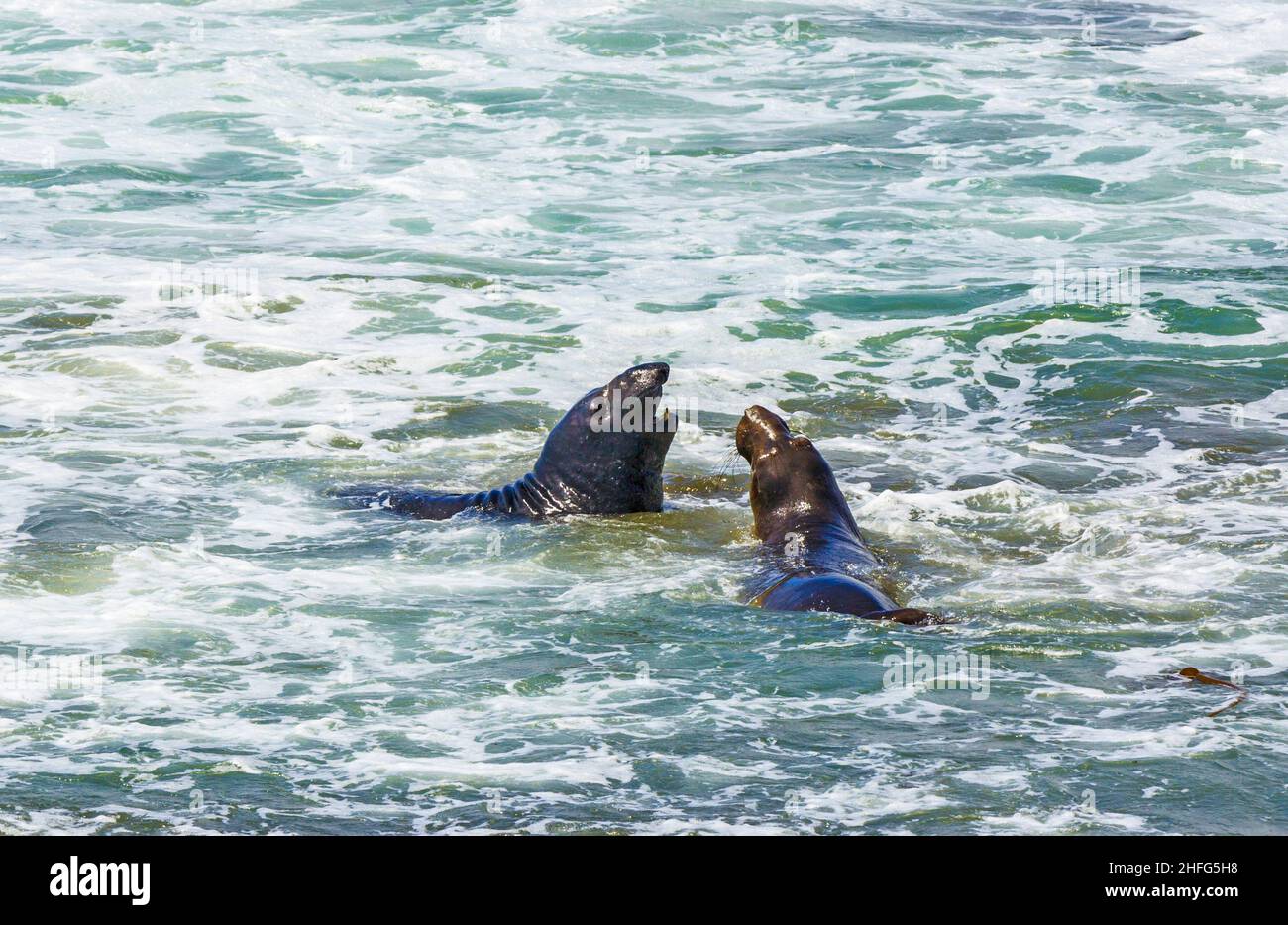 male sea lions fight in the waves of the ocean Stock Photo - Alamy