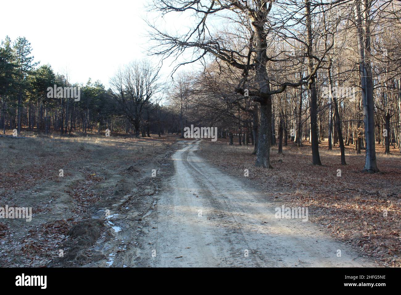 Country road through winter forest hi-res stock photography and images ...