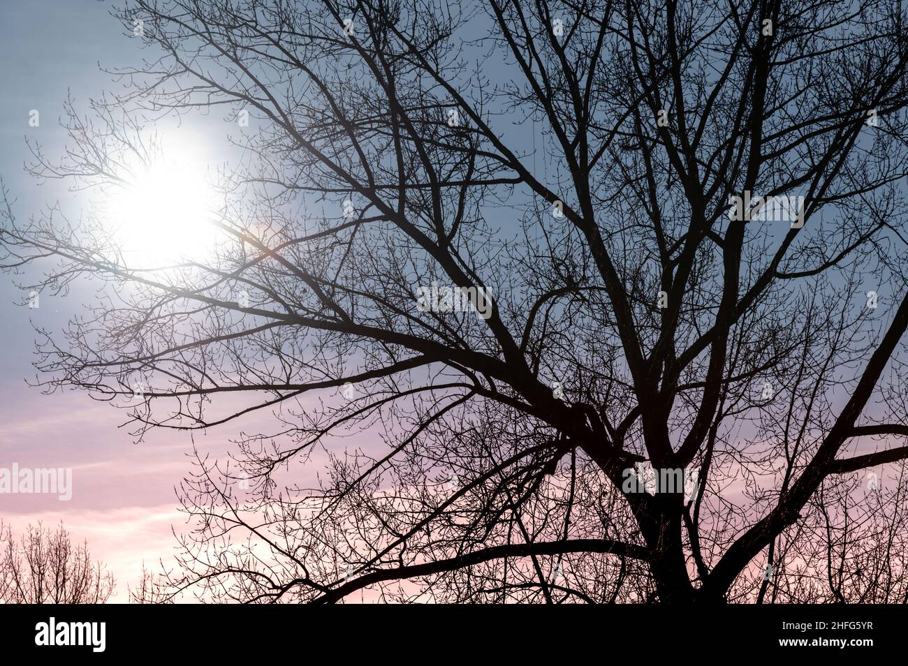 Barren landscape tree hi-res stock photography and images - Alamy