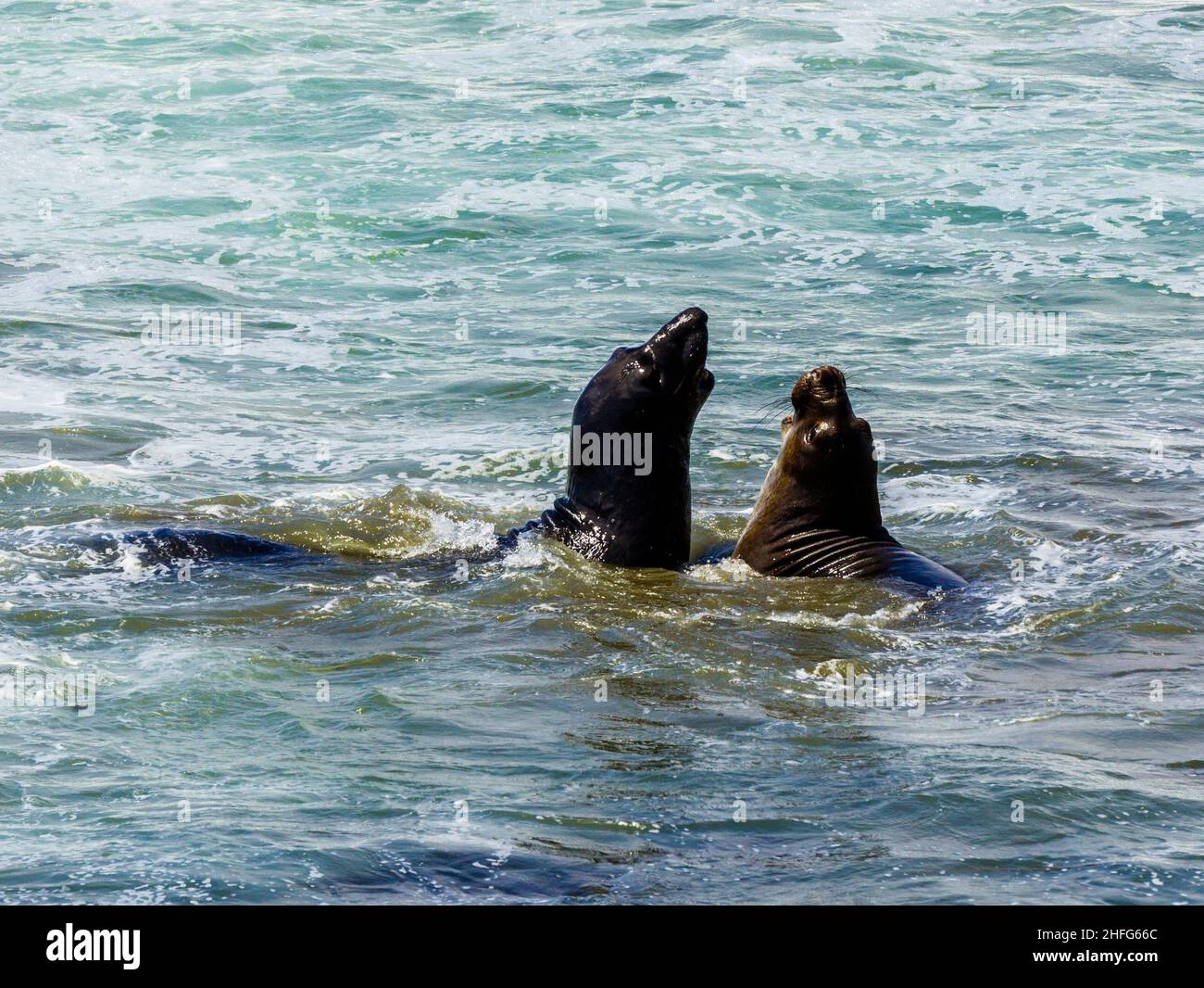 male sea lions fight in the waves of the ocean Stock Photo - Alamy