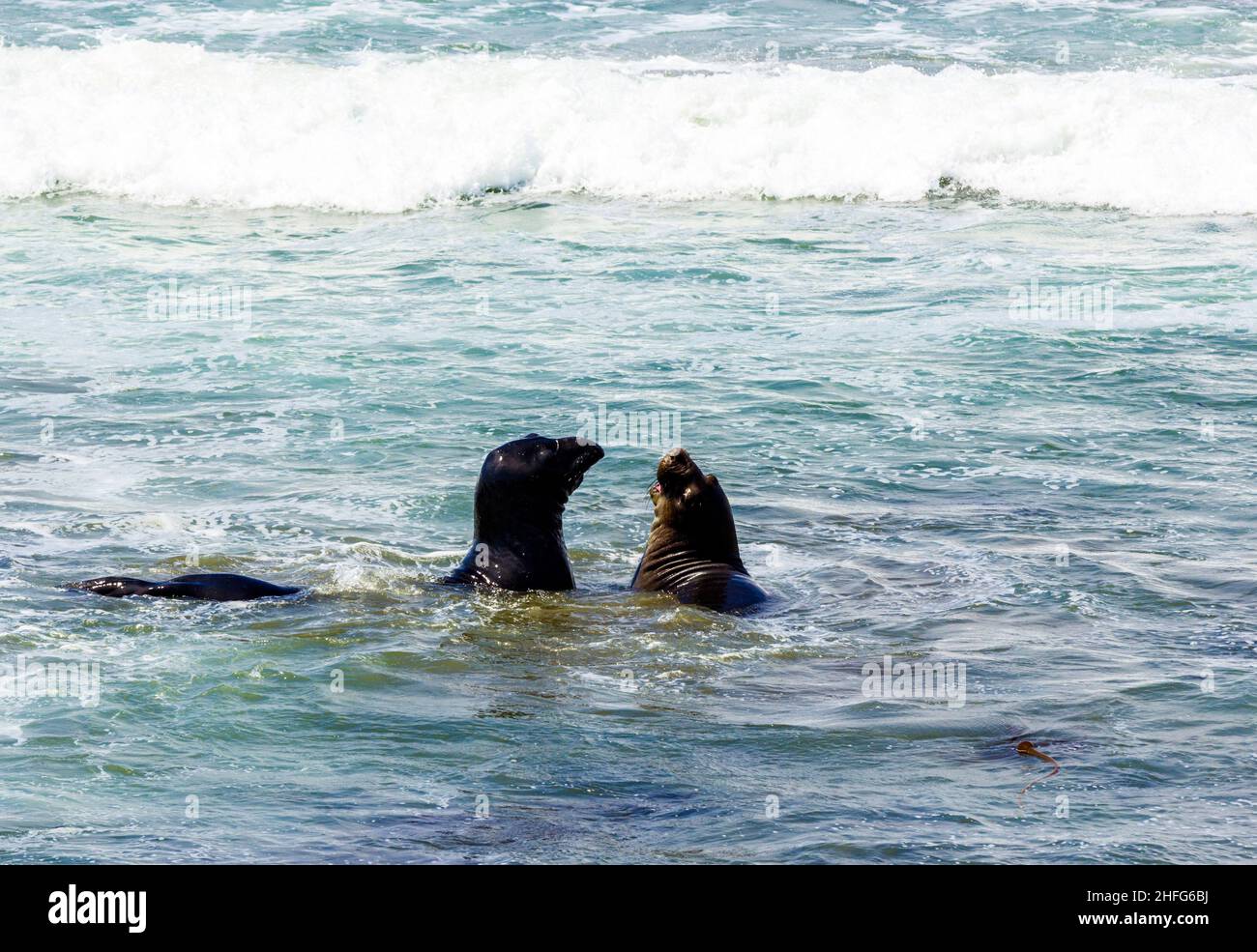 male sea lions fight in the waves of the ocean Stock Photo - Alamy