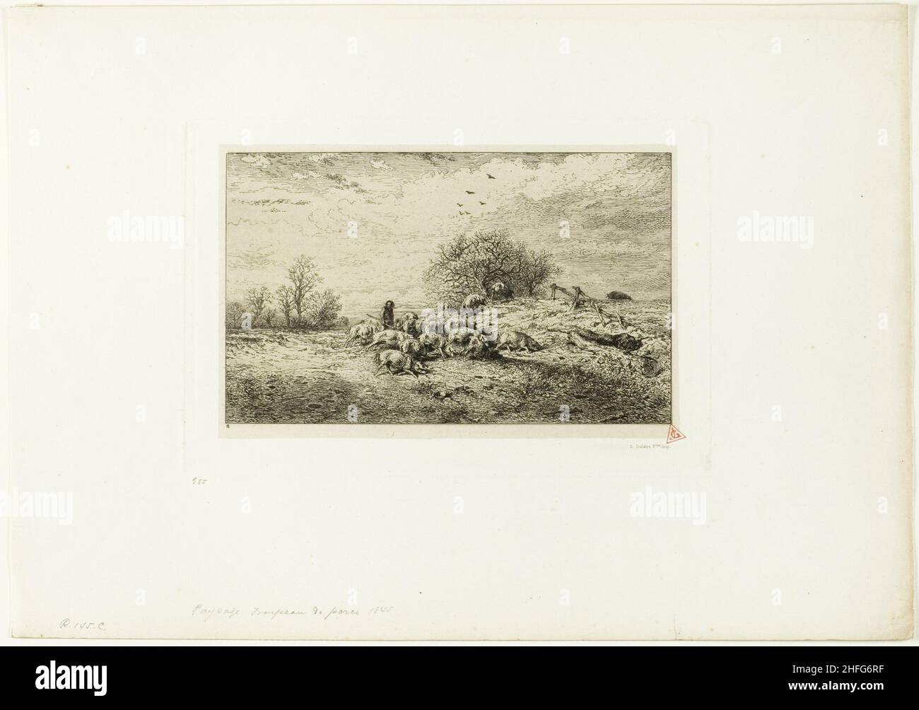 Herding pigs hi-res stock photography and images - Alamy