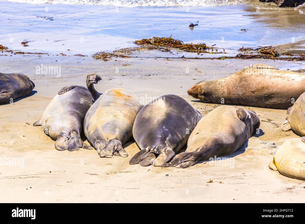 Lions hugging hi-res stock photography and images - Alamy