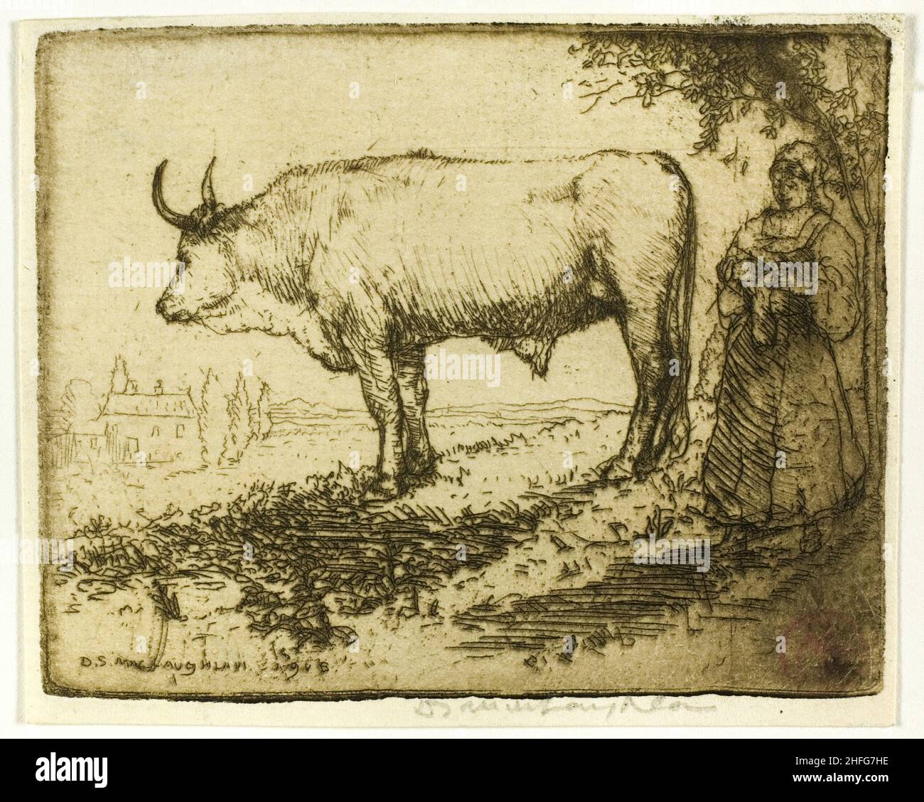 The White Ox, 1905 Stock Photo - Alamy