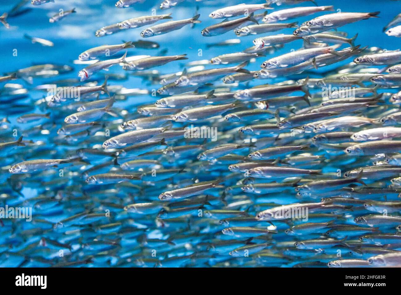 swarm of silver fishes in the blue sea Stock Photo - Alamy