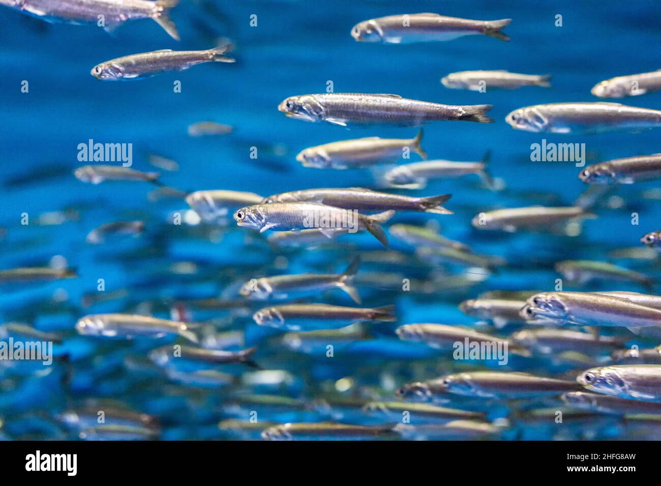 swarm of silver fishes in the blue sea Stock Photo - Alamy