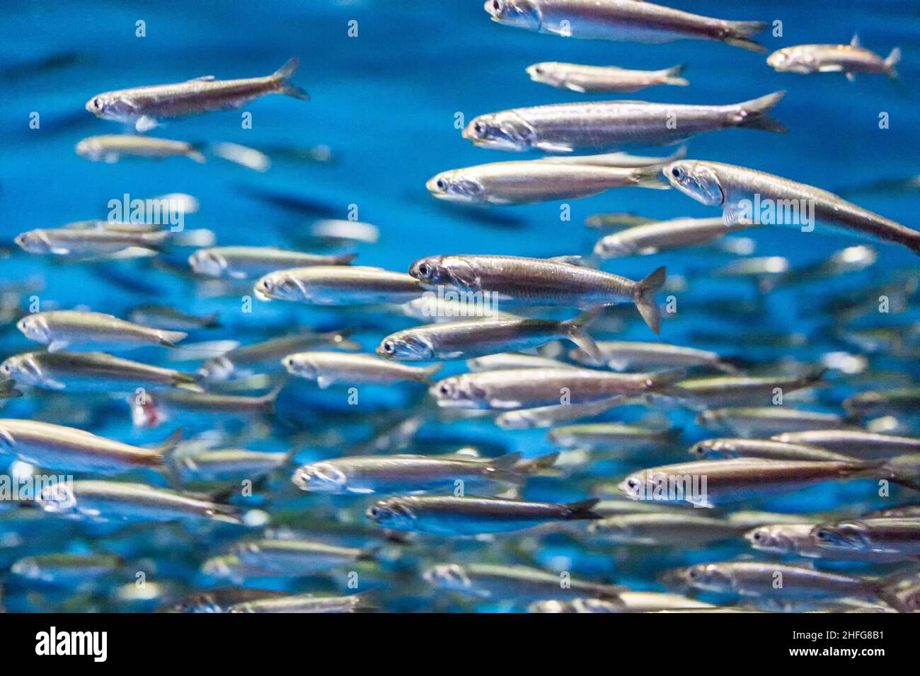 swarm of silver fishes in the blue sea Stock Photo - Alamy