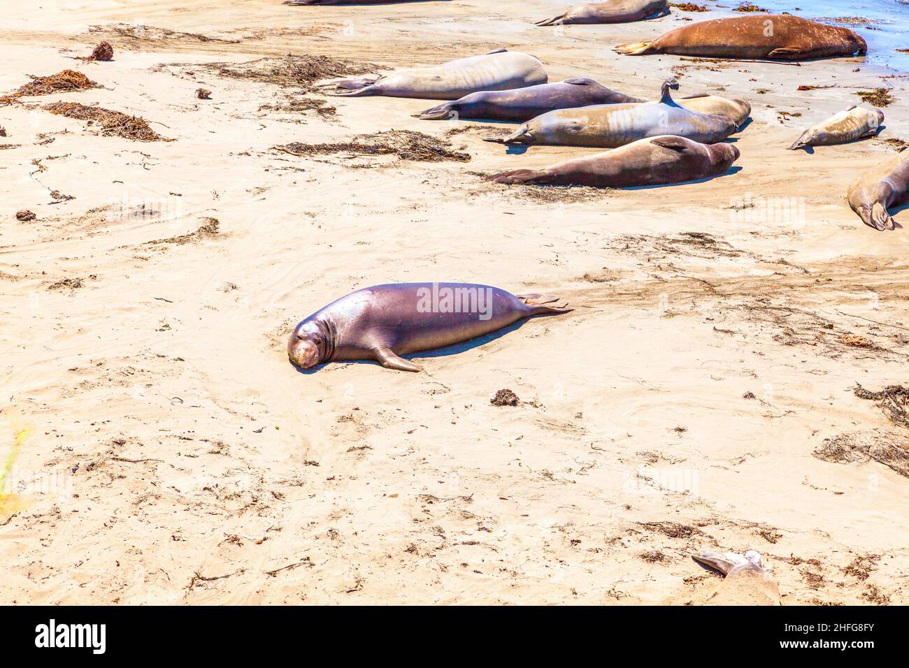 crawling young male Sea lions at the sandy beach Stock Photo - Alamy
