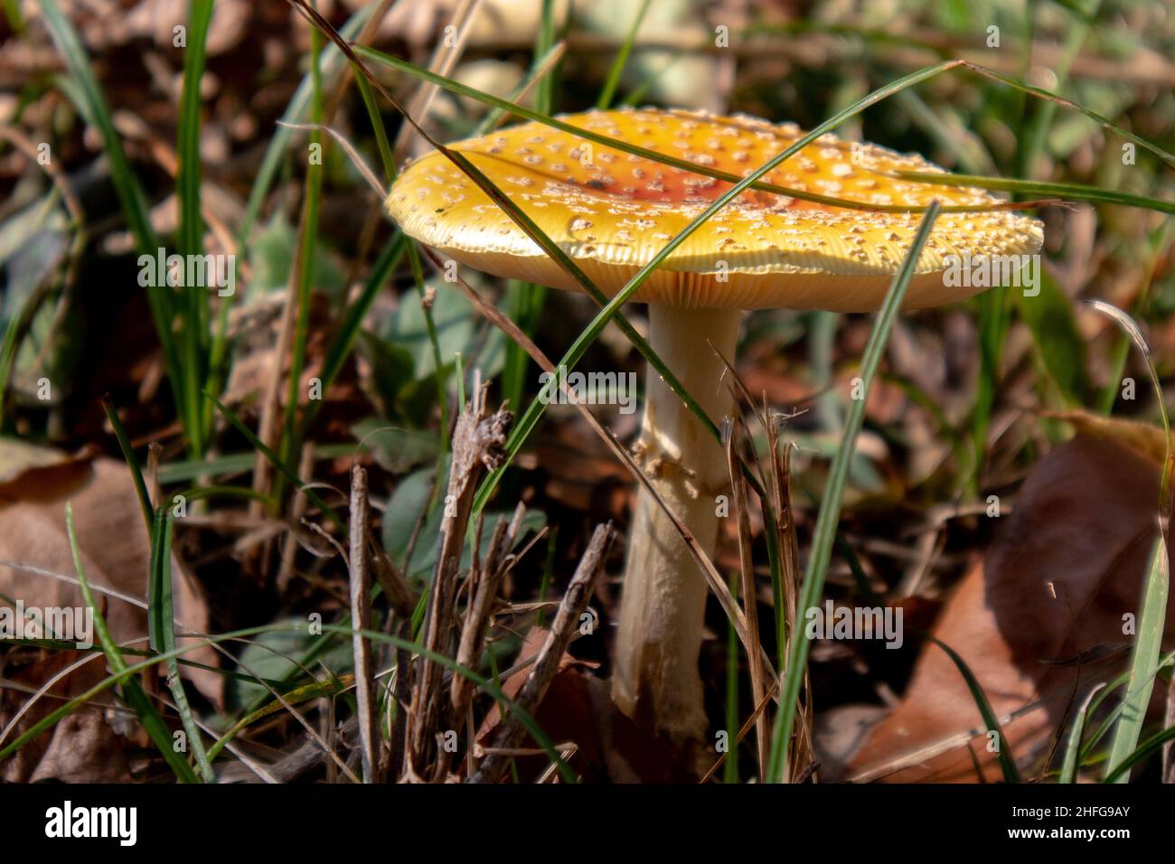 Michigan mushrooms wild hi-res stock photography and images - Alamy