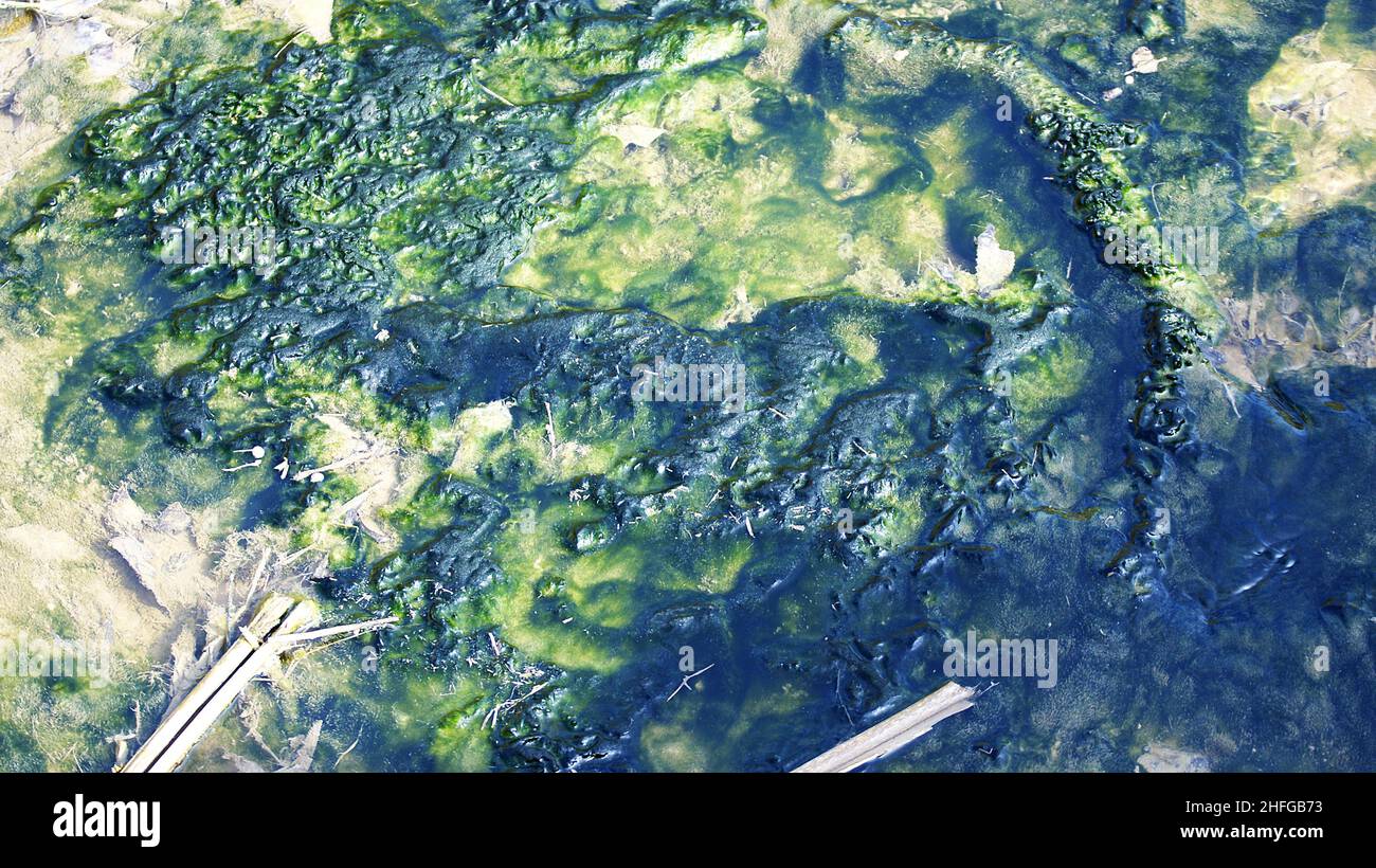 Stagnant water bacteria hi-res stock photography and images - Alamy