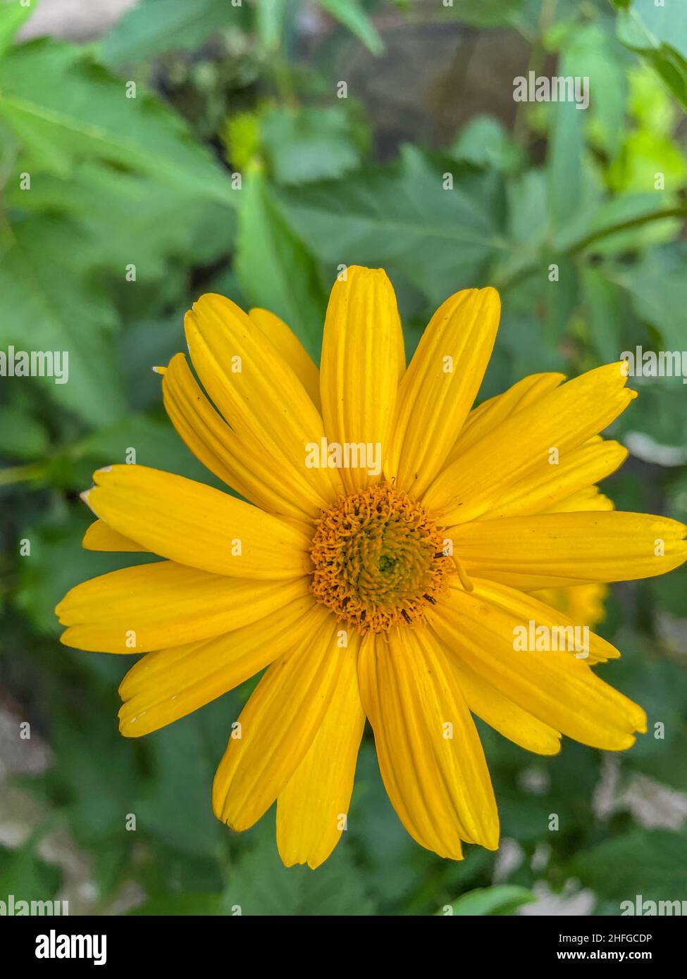 False sunflower (Heliopsis helianthoides) is a species of flowering ...
