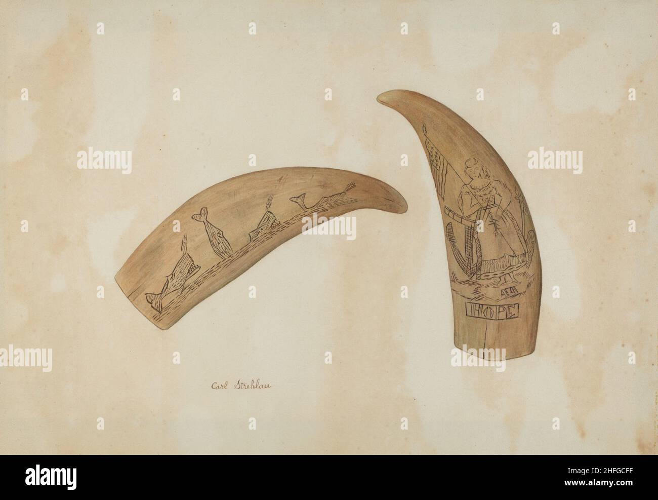 Whales tooth hi-res stock photography and images - Alamy