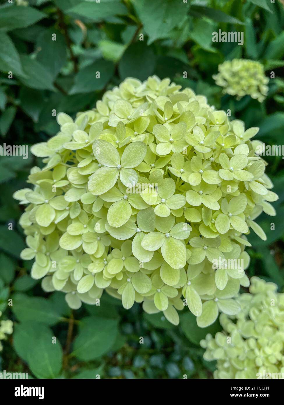 Bigleaf hydrangea (Hydrangea macrophylla) is a species of flowering ...