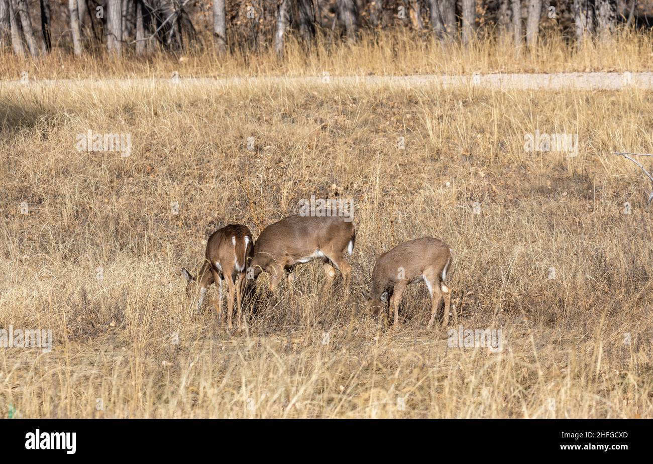 Whitetail Deer Doe and Fawns in Autumn Stock Photo - Alamy