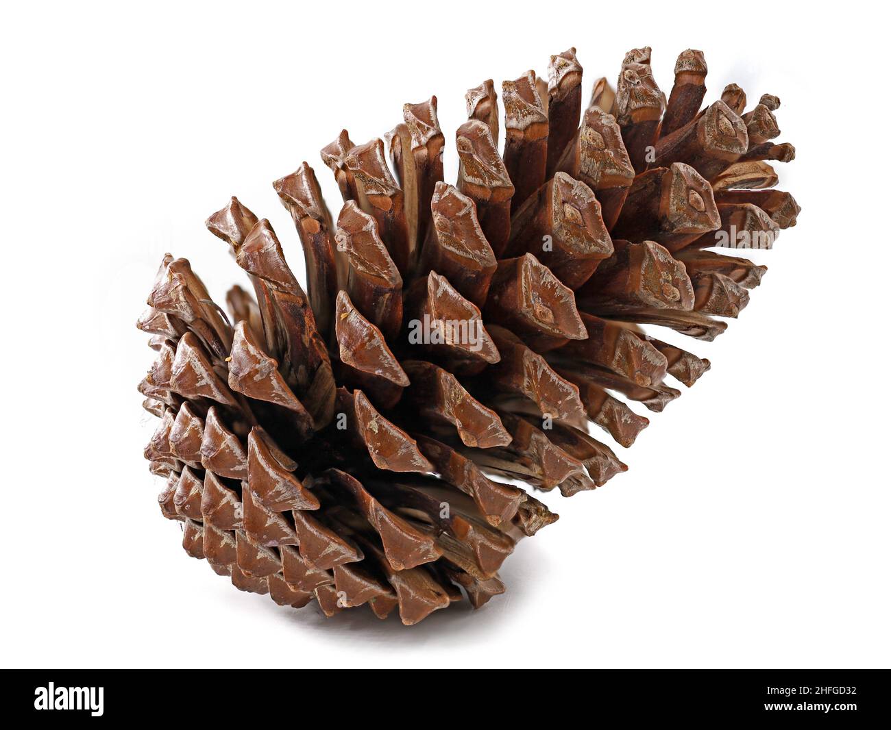 side view of brown pine cone isolated on white background Stock Photo ...