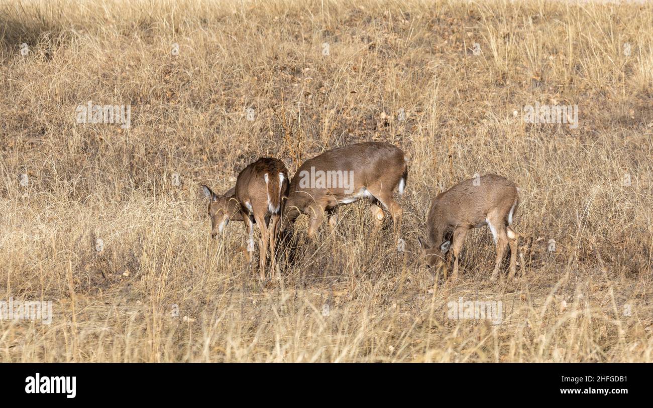 Whitetail Deer Doe and Fawns in Autumn Stock Photo - Alamy