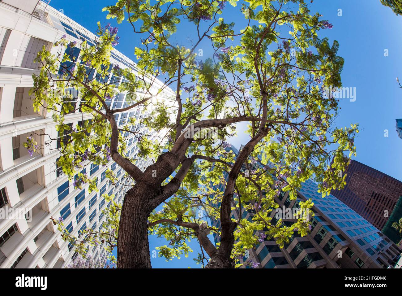 perspective of skyscraper with green tree Stock Photo - Alamy