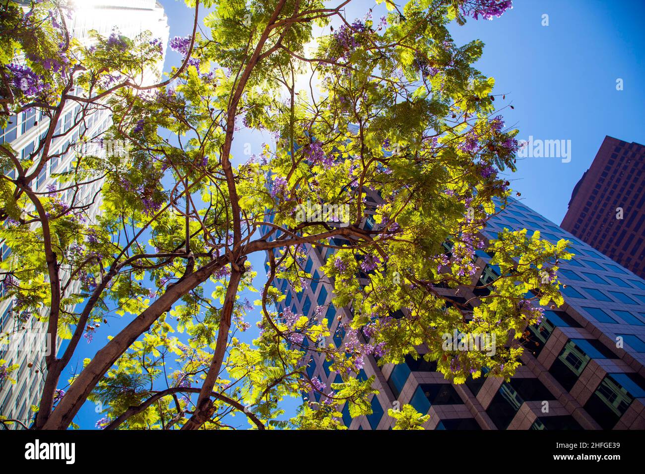 perspective of skyscraper with green tree Stock Photo - Alamy