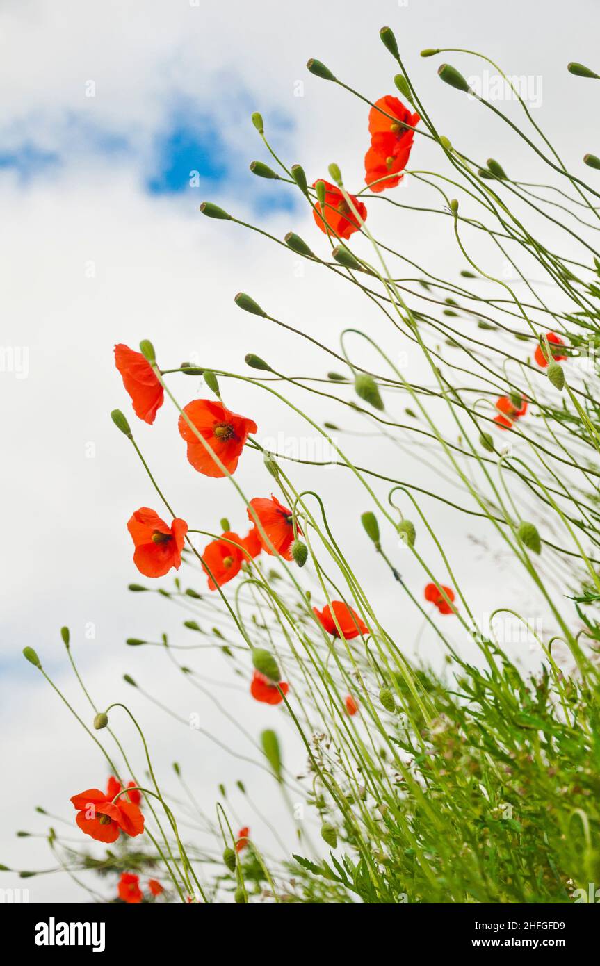 Bunch of red poppy flowers Stock Photo - Alamy