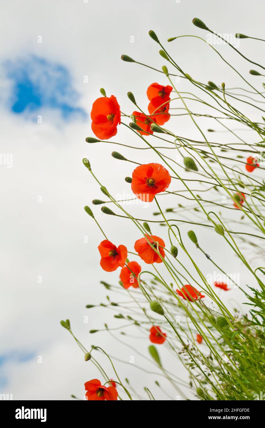 Bunch of red poppy flowers Stock Photo - Alamy