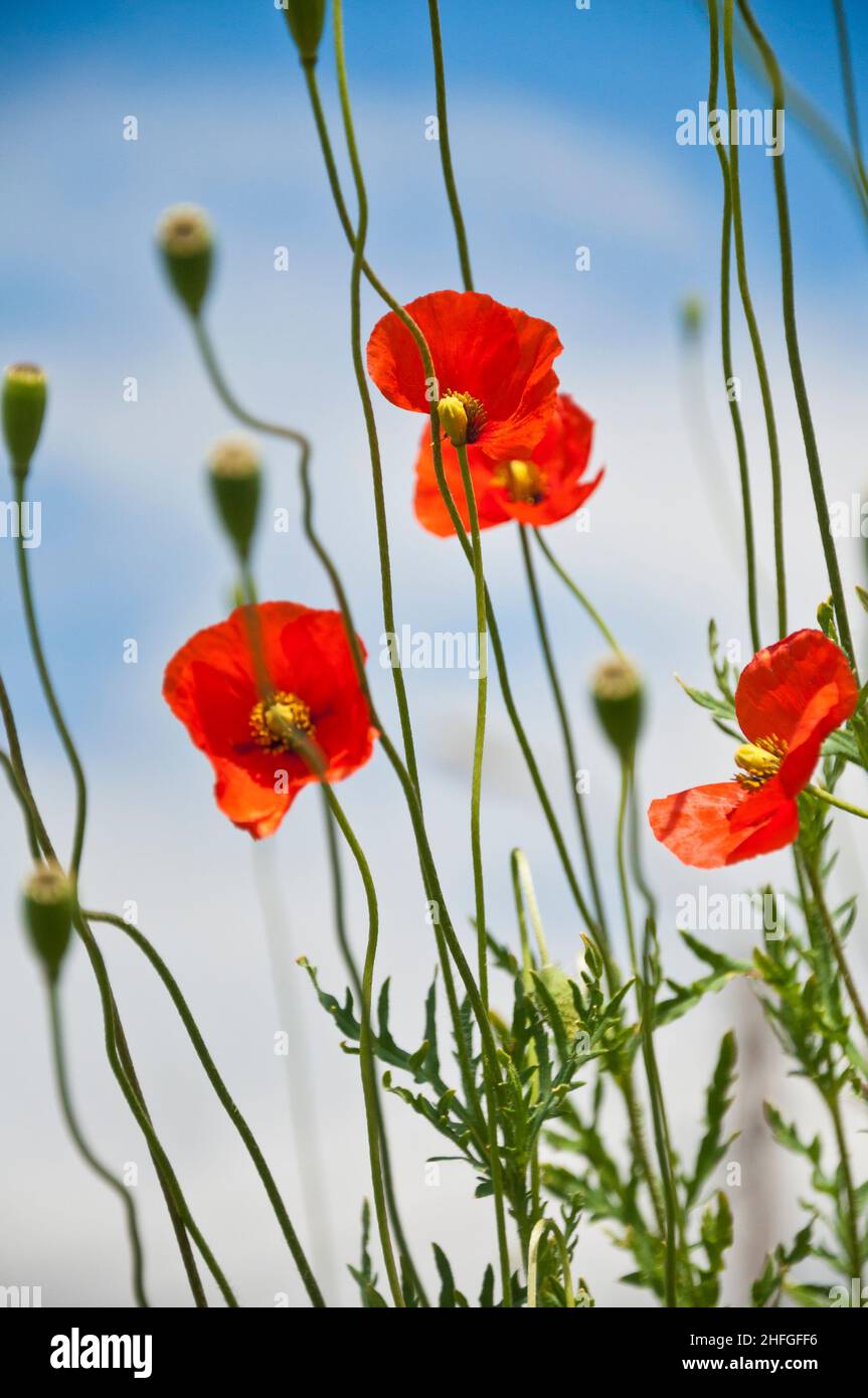 Bunch of red poppy flowers Stock Photo - Alamy