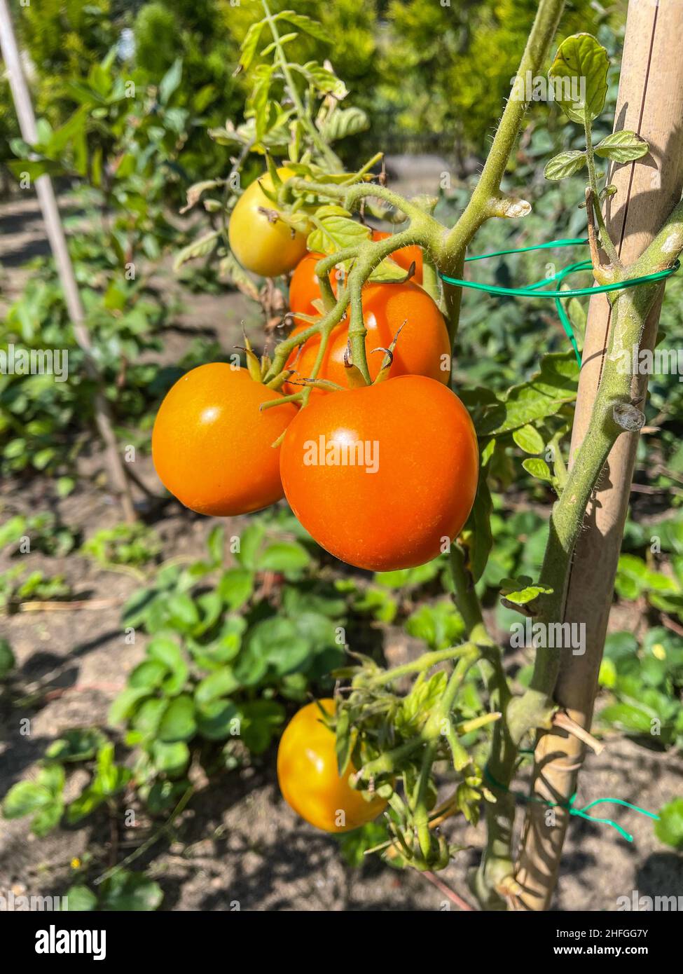 Tomato is the edible berry of the plant Solanum lycopersicum, commonly ...