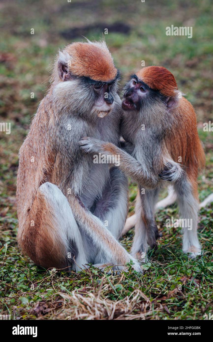 Patas monkey also known hussar monkey (Erythrocebus patas Stock Photo ...