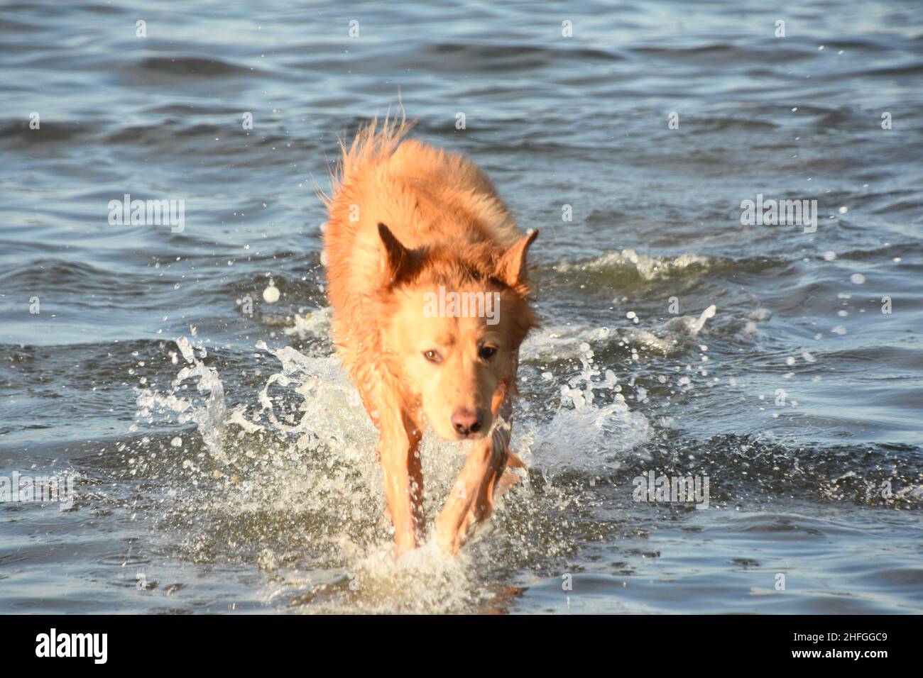 Water spraying up around a dog running through shallow water Stock ...