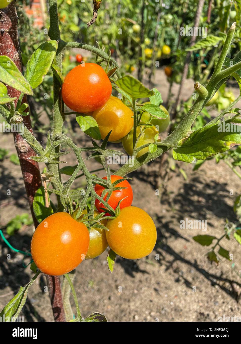 Tomato is the edible berry of the plant Solanum lycopersicum, commonly ...