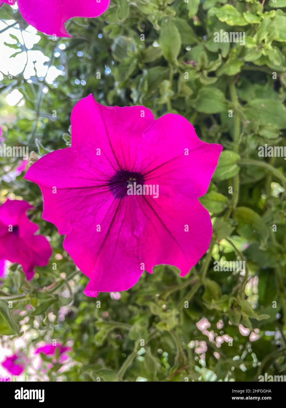 Garden petunia (Petunia × hybrida) is a Petunia plant "nothospecies ...