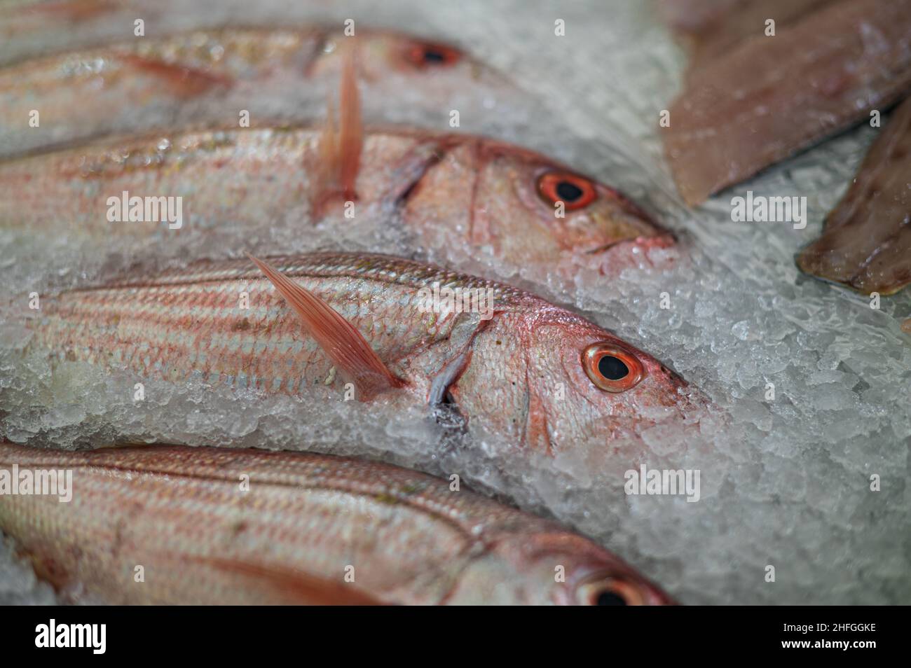 Sea fishes closeup on hi-res stock photography and images - Alamy