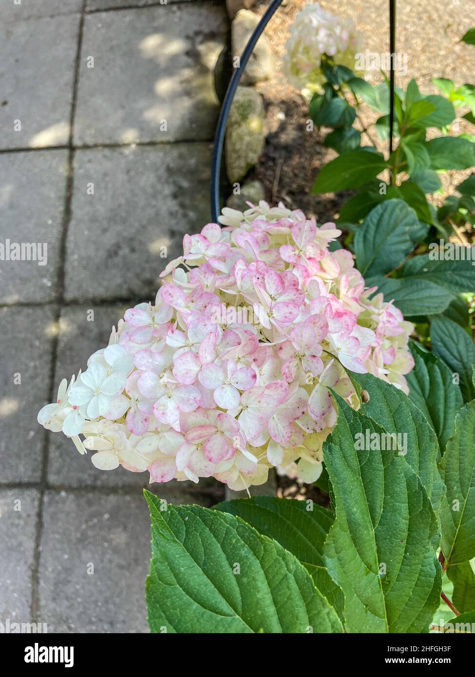 Bigleaf hydrangea (Hydrangea macrophylla) is a species of flowering ...