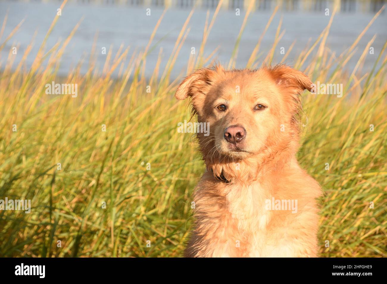 Direct look into the face of a damp toller dog in the summer time Stock ...