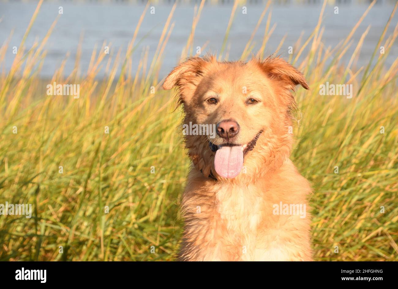 Adorable smiling damp duck tolling retriever dog on a hot summer day ...