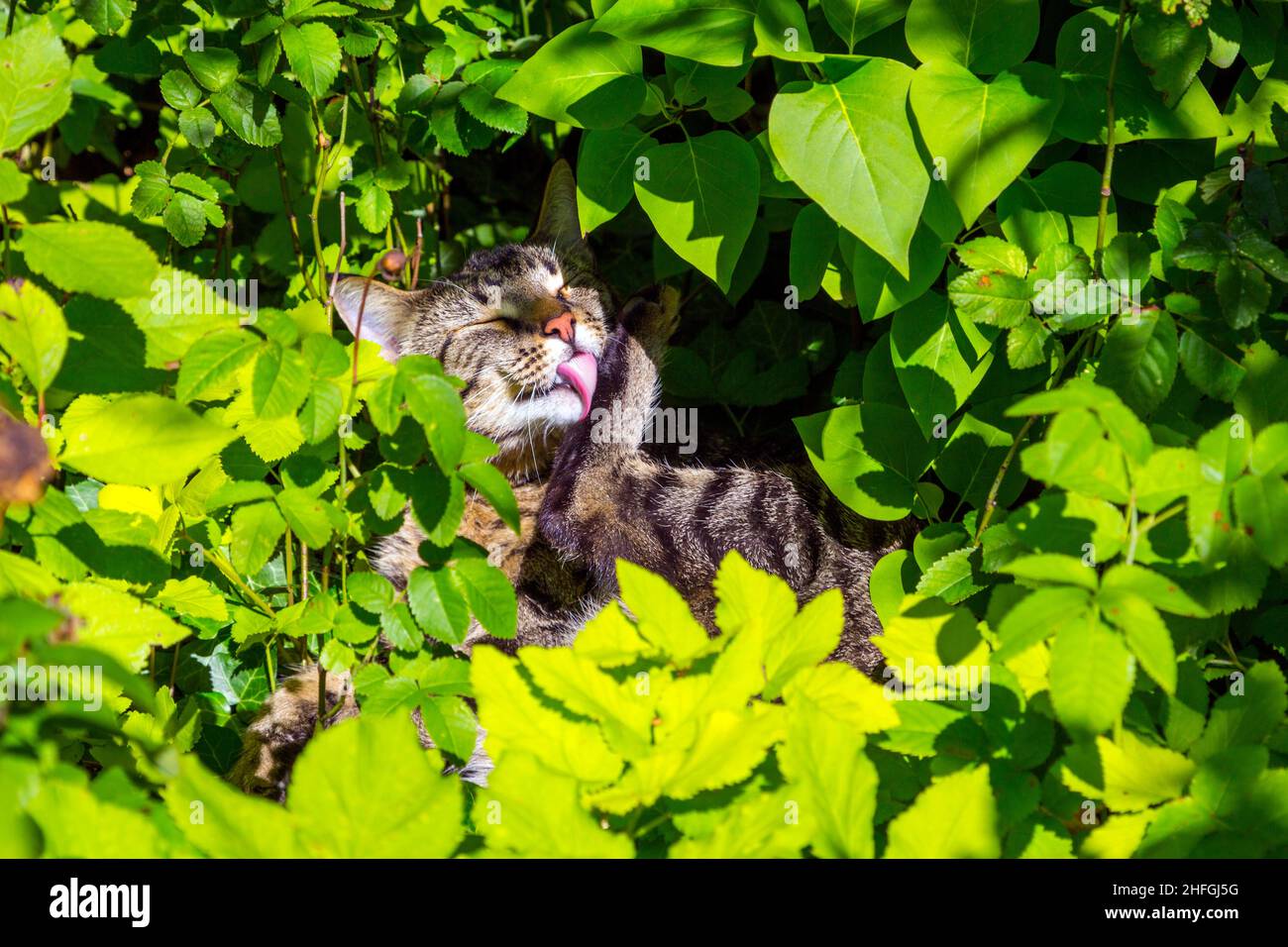 cute cat lying in the hedge and relaxes Stock Photo - Alamy