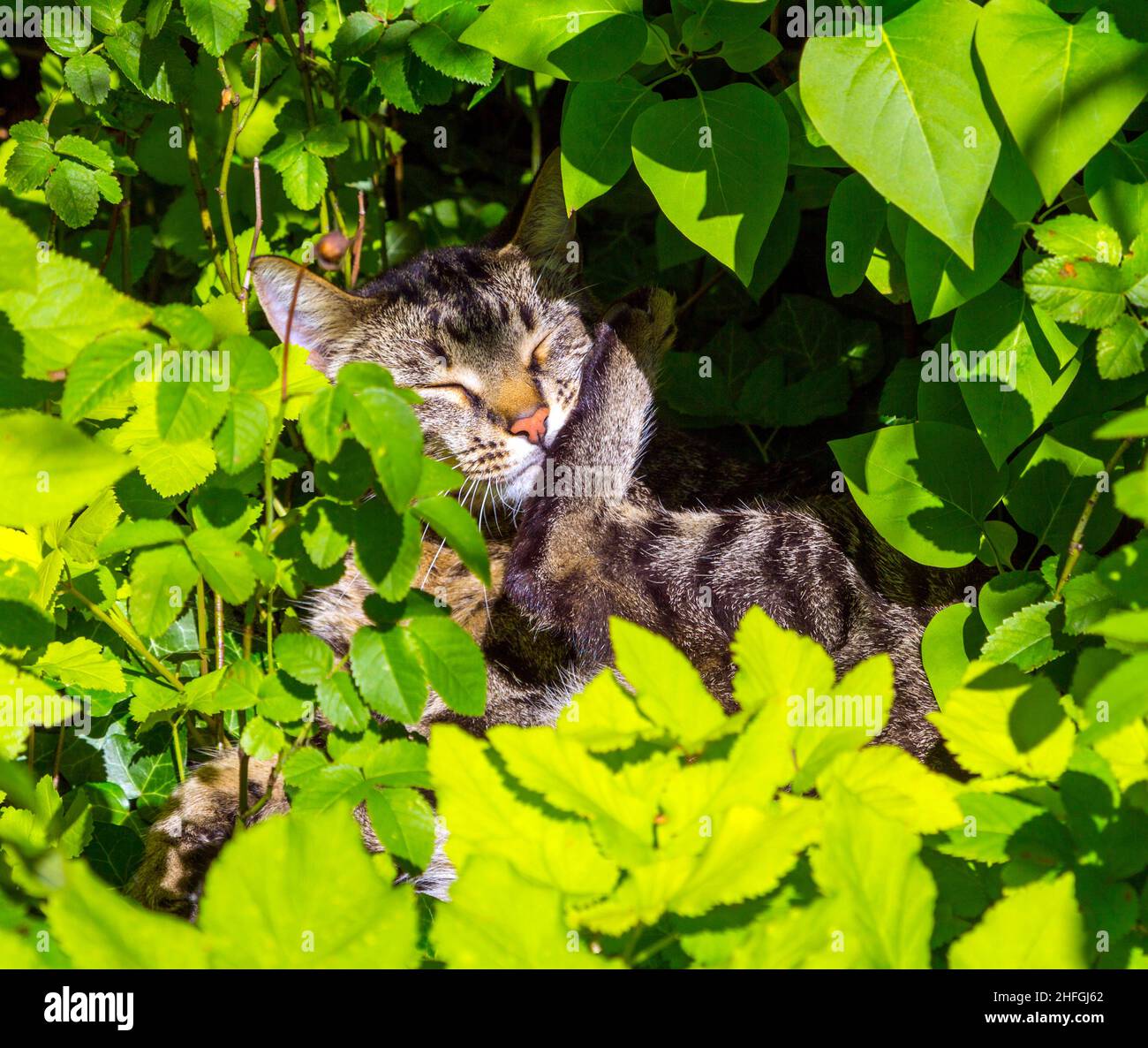 cute cat lying in the hedge and relaxes Stock Photo - Alamy