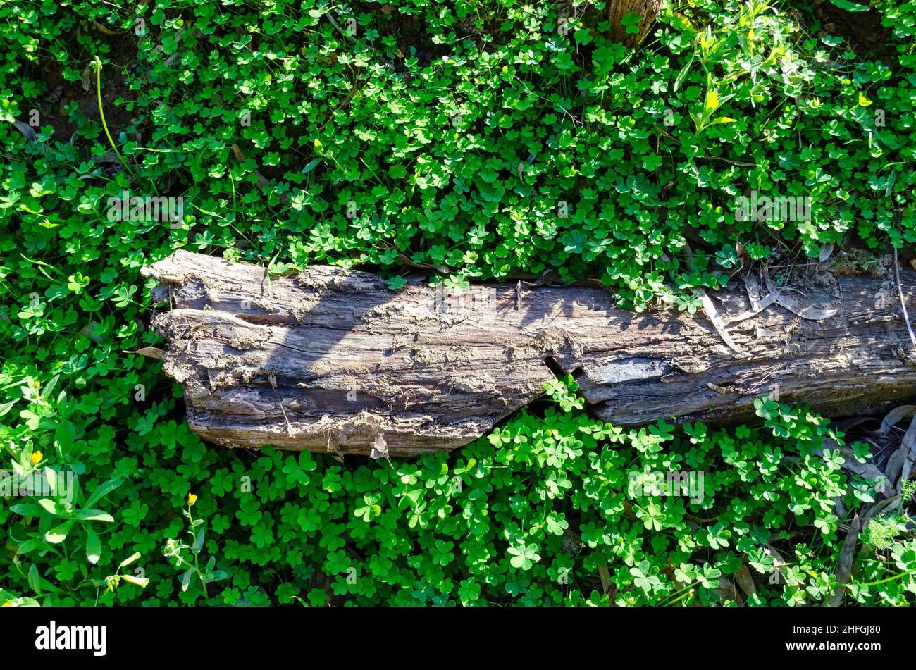 Clovers in the sun hi-res stock photography and images - Alamy