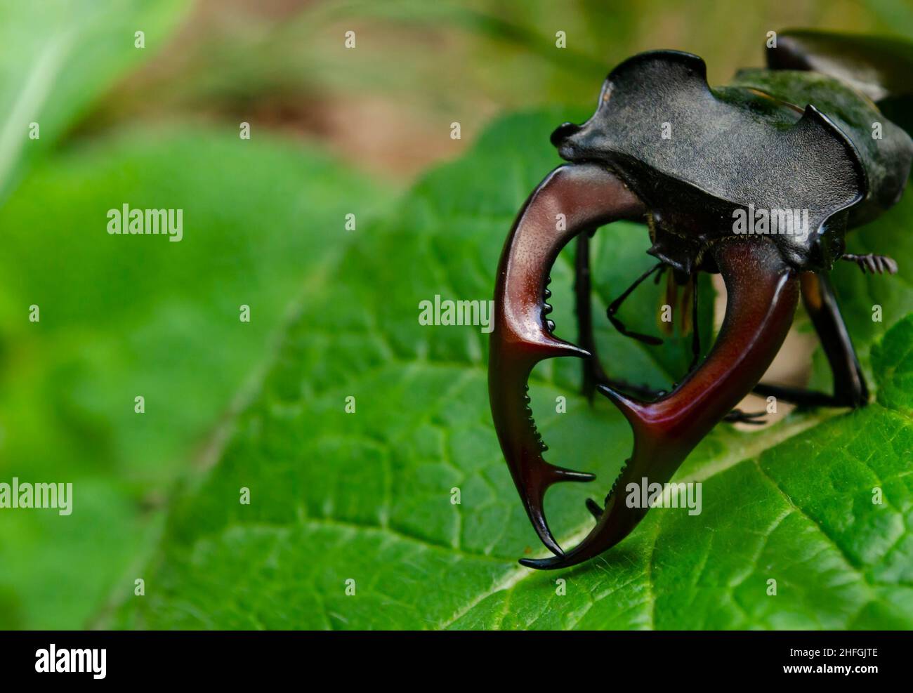 Head stag-beetle sits on a green leaf Stock Photo - Alamy