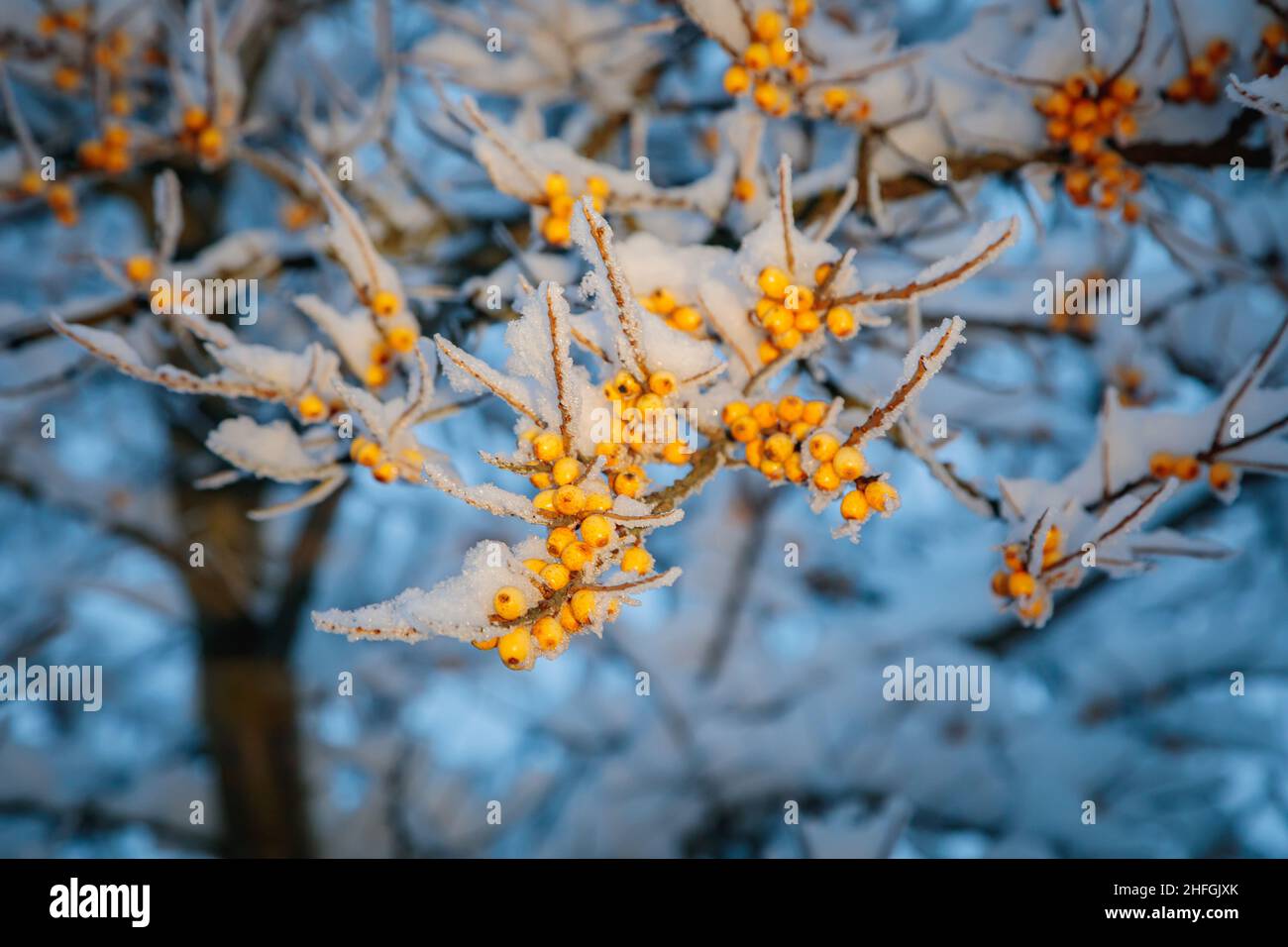 Orange fruit tree snow hi-res stock photography and images - Alamy
