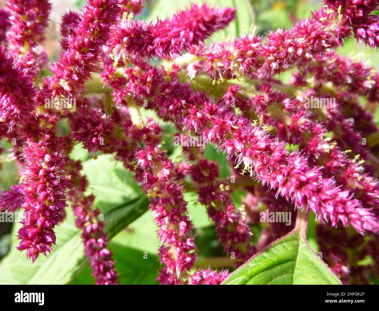 Amaranth flowers and plant, top view, garden in Siberia Russia Stock ...